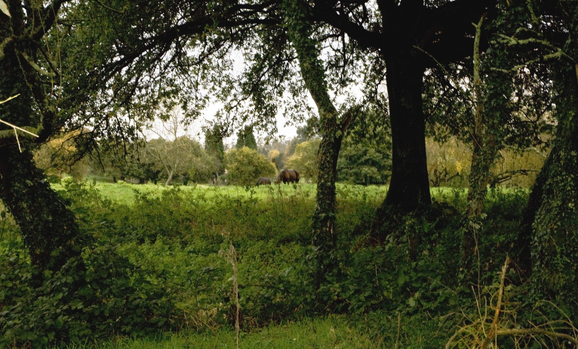La Influencia de la Biofilia en el Bienestar de las Personas en Pleno ...